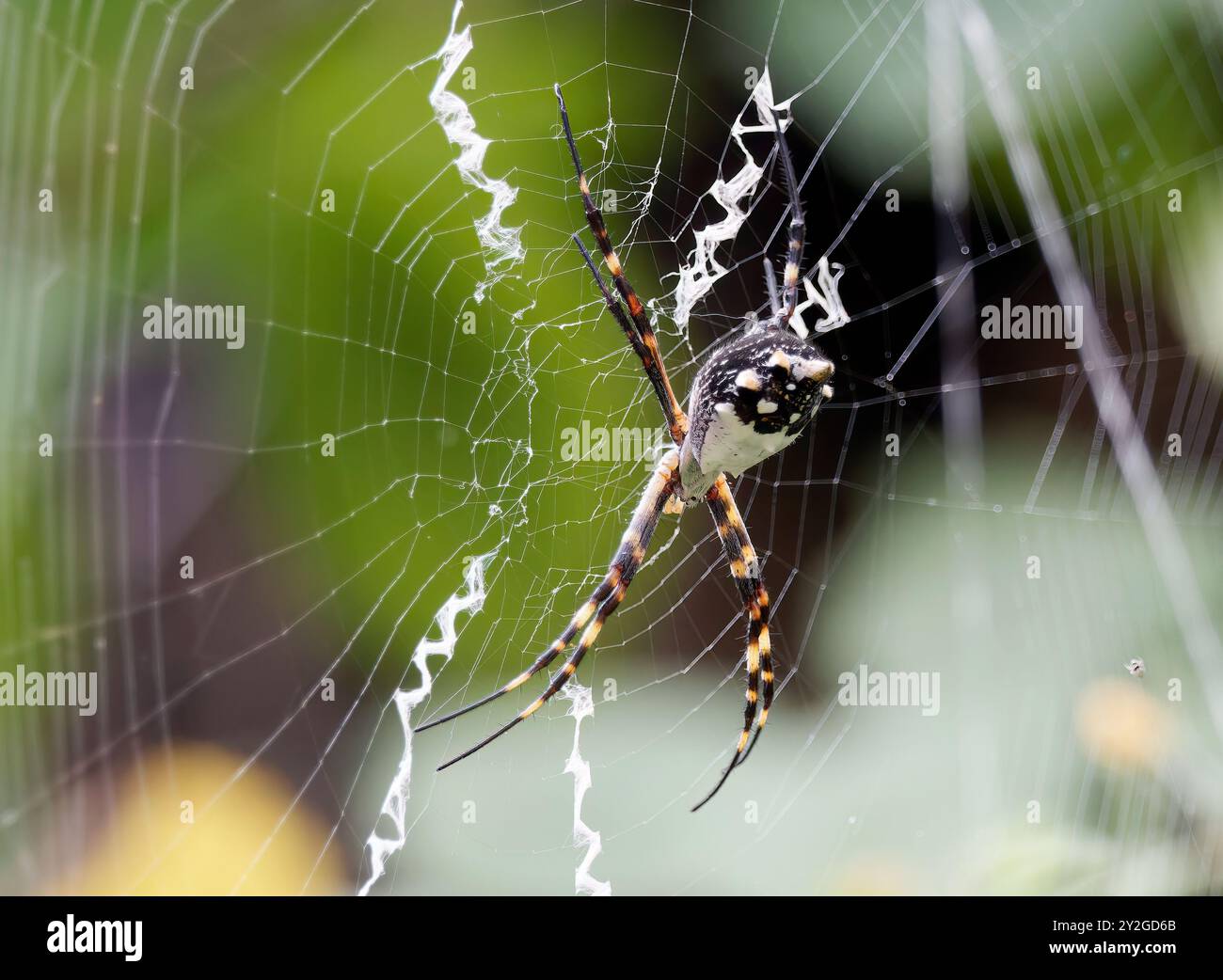 silver argiope or silver garden spider, Argiope argentée, Argiope ...