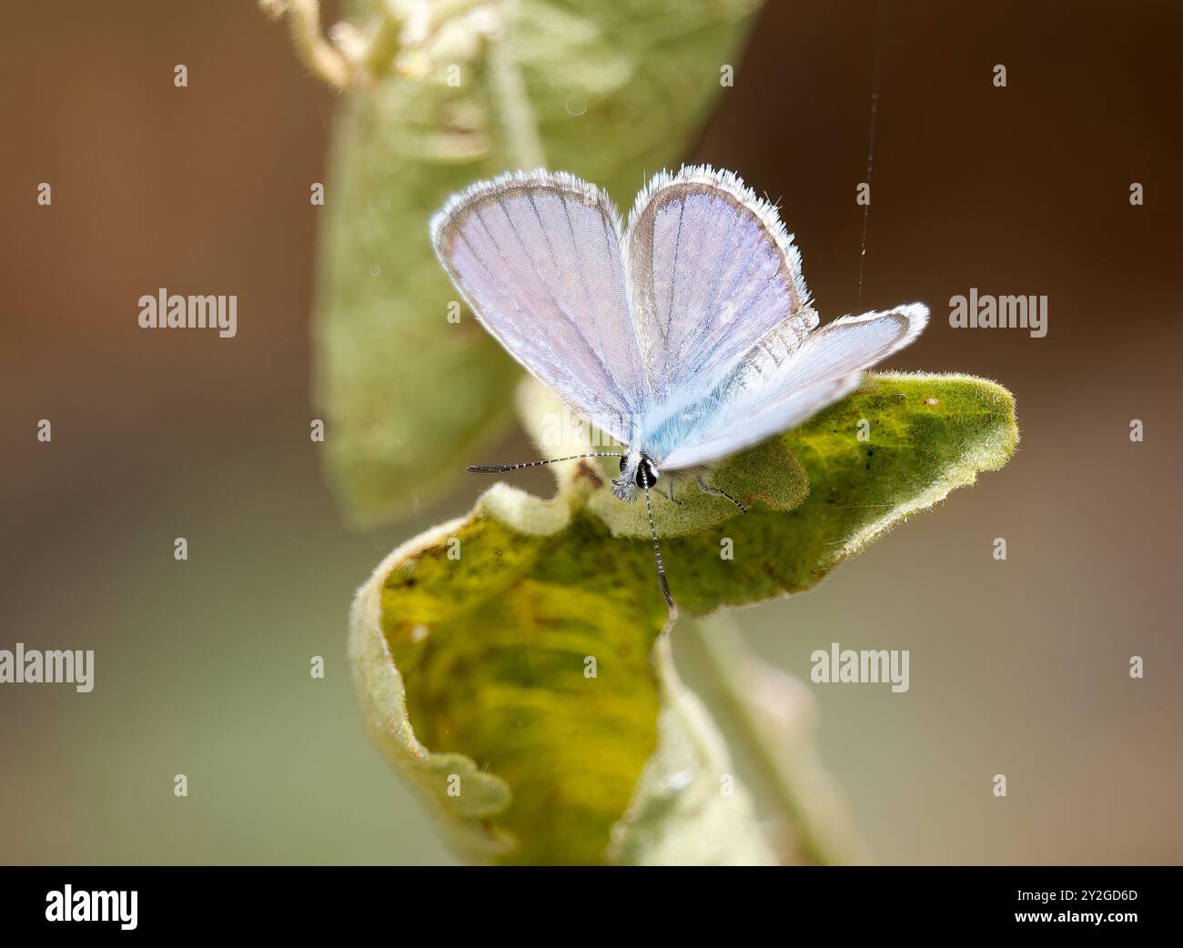 Ramon Blue, Hemiargus ramon, boglárkalepke, Santa Cruz Island ...