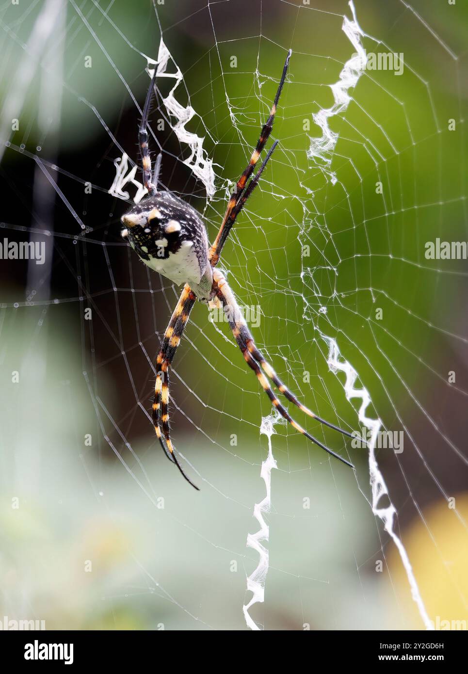 silver argiope or silver garden spider, Argiope argentée, Argiope ...