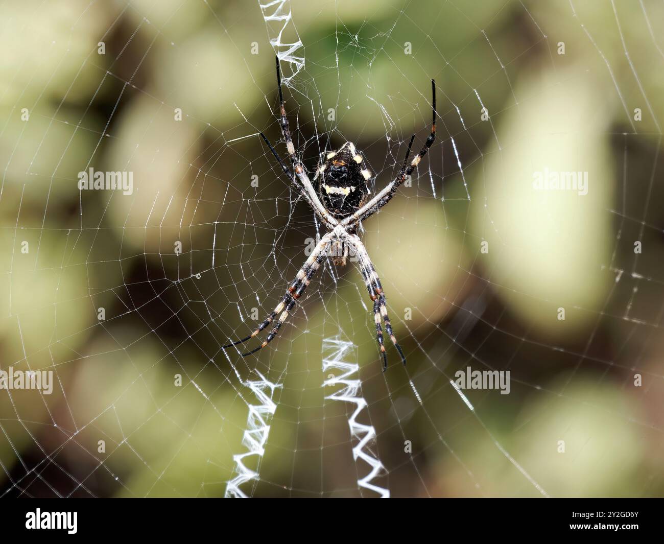 silver argiope or silver garden spider, Argiope argentée, Argiope ...