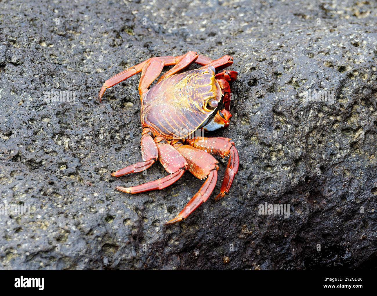 red rock crab, Rote Klippenkrabbe, Sally-pied-léger, Grapsus grapsus ...