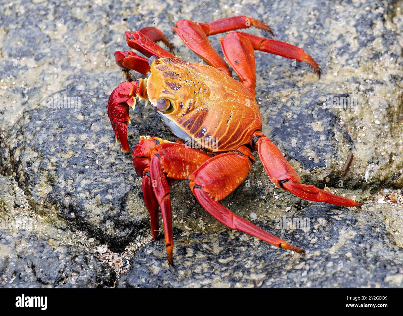 red rock crab, Rote Klippenkrabbe, Sally-pied-léger, Grapsus grapsus ...