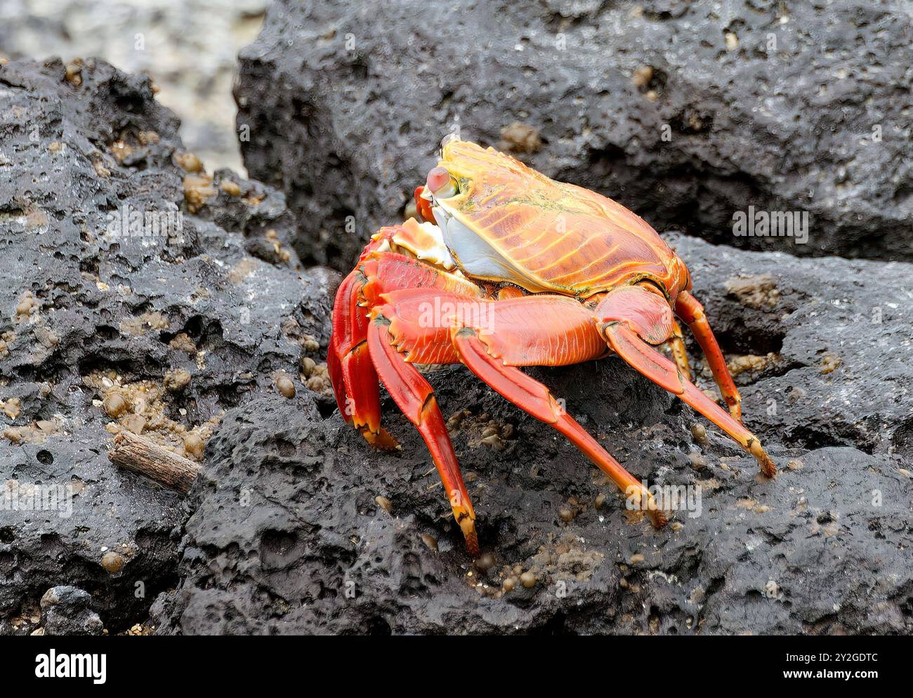 red rock crab, Rote Klippenkrabbe, Sally-pied-léger, Grapsus grapsus ...