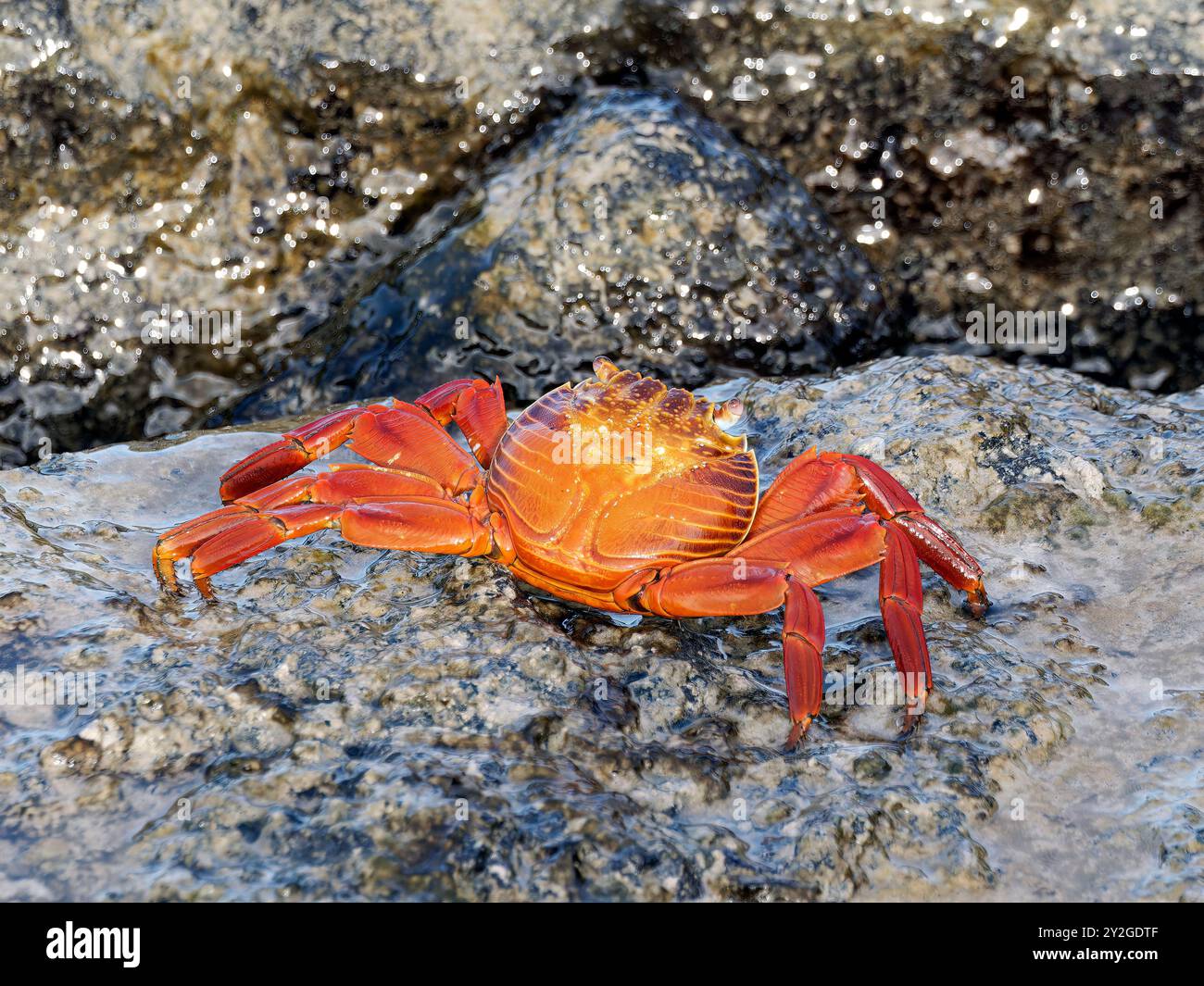 red rock crab, Rote Klippenkrabbe, Sally-pied-léger, Grapsus grapsus ...