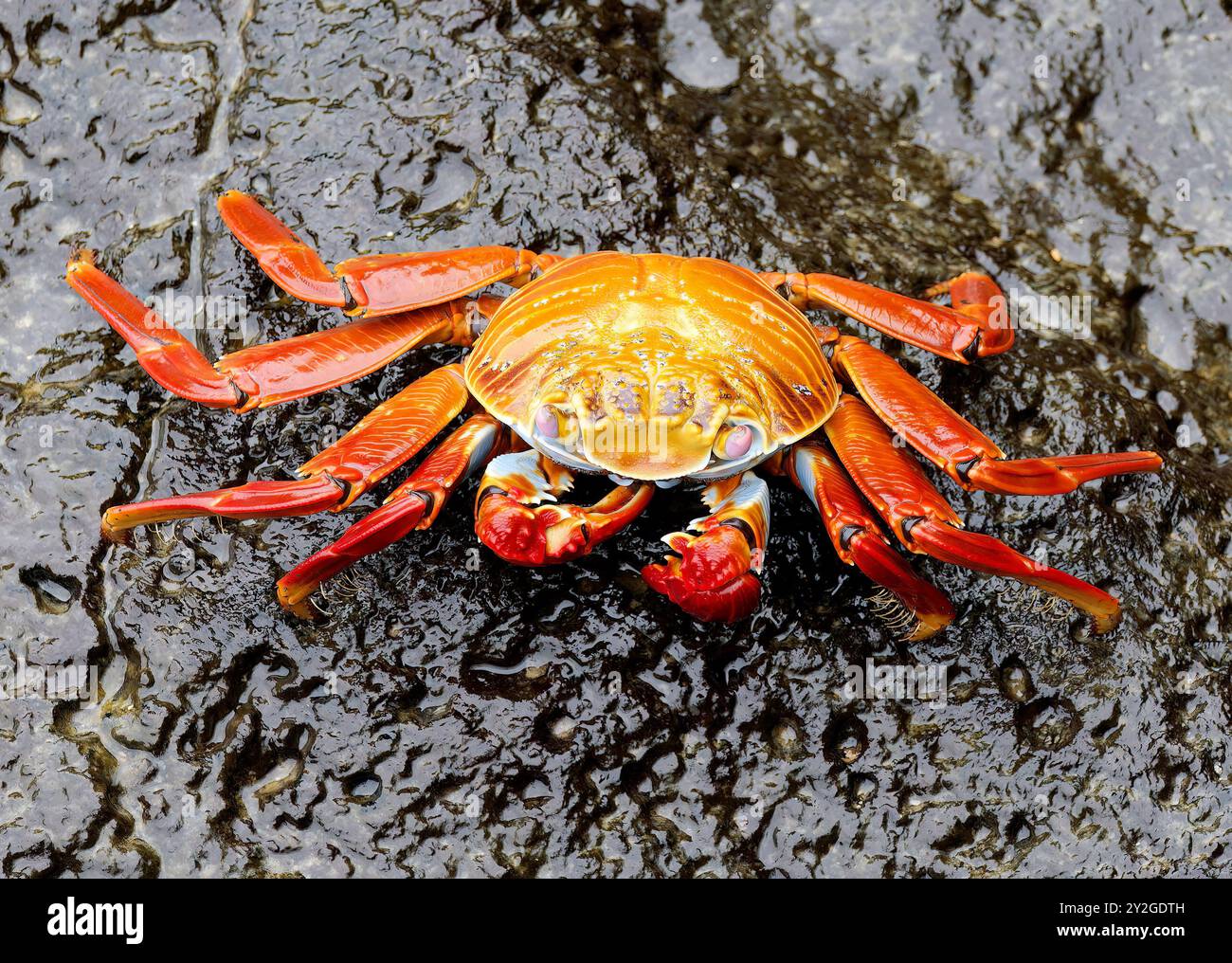 red rock crab, Rote Klippenkrabbe, Sally-pied-léger, Grapsus grapsus ...