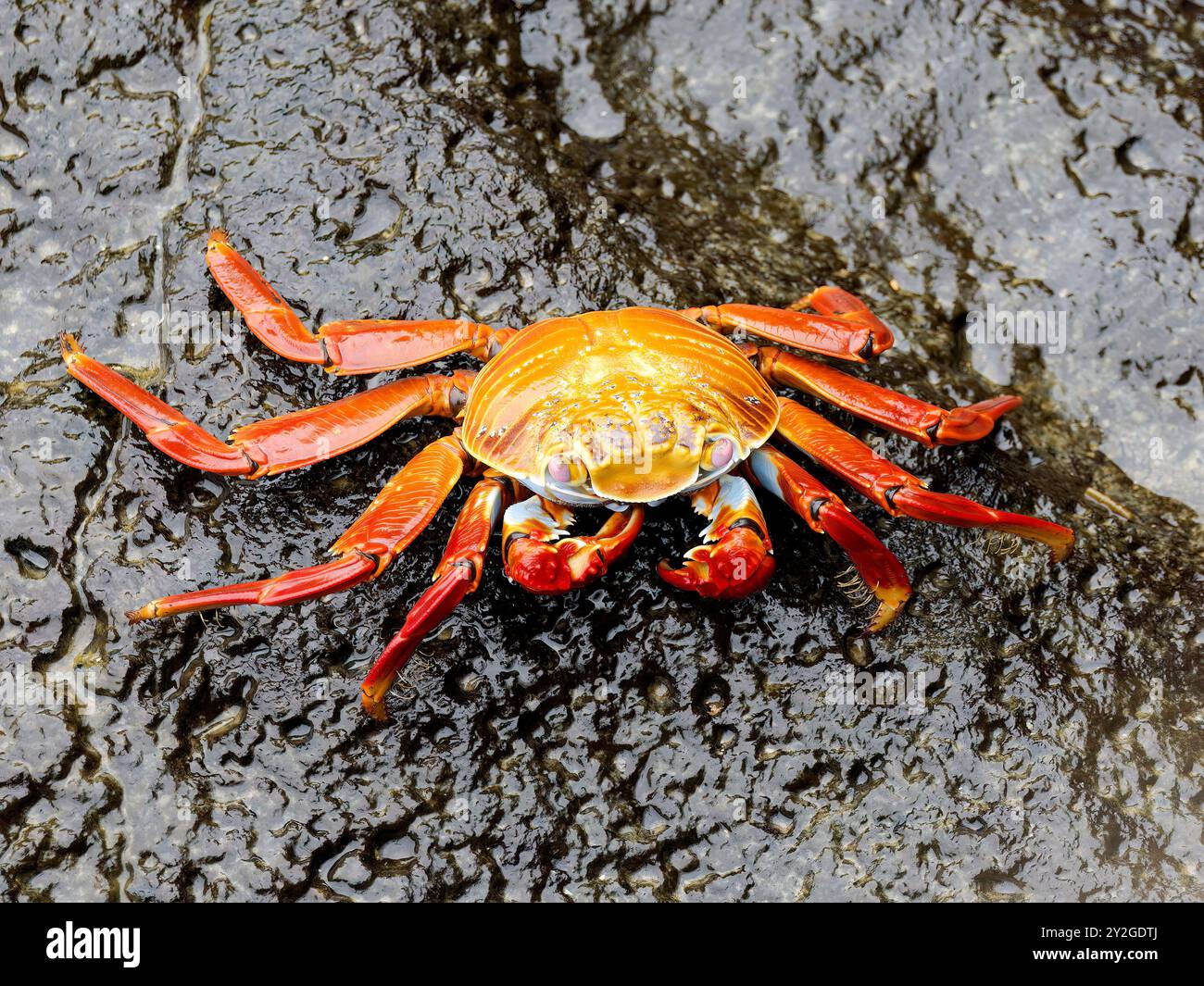 red rock crab, Rote Klippenkrabbe, Sally-pied-léger, Grapsus grapsus ...