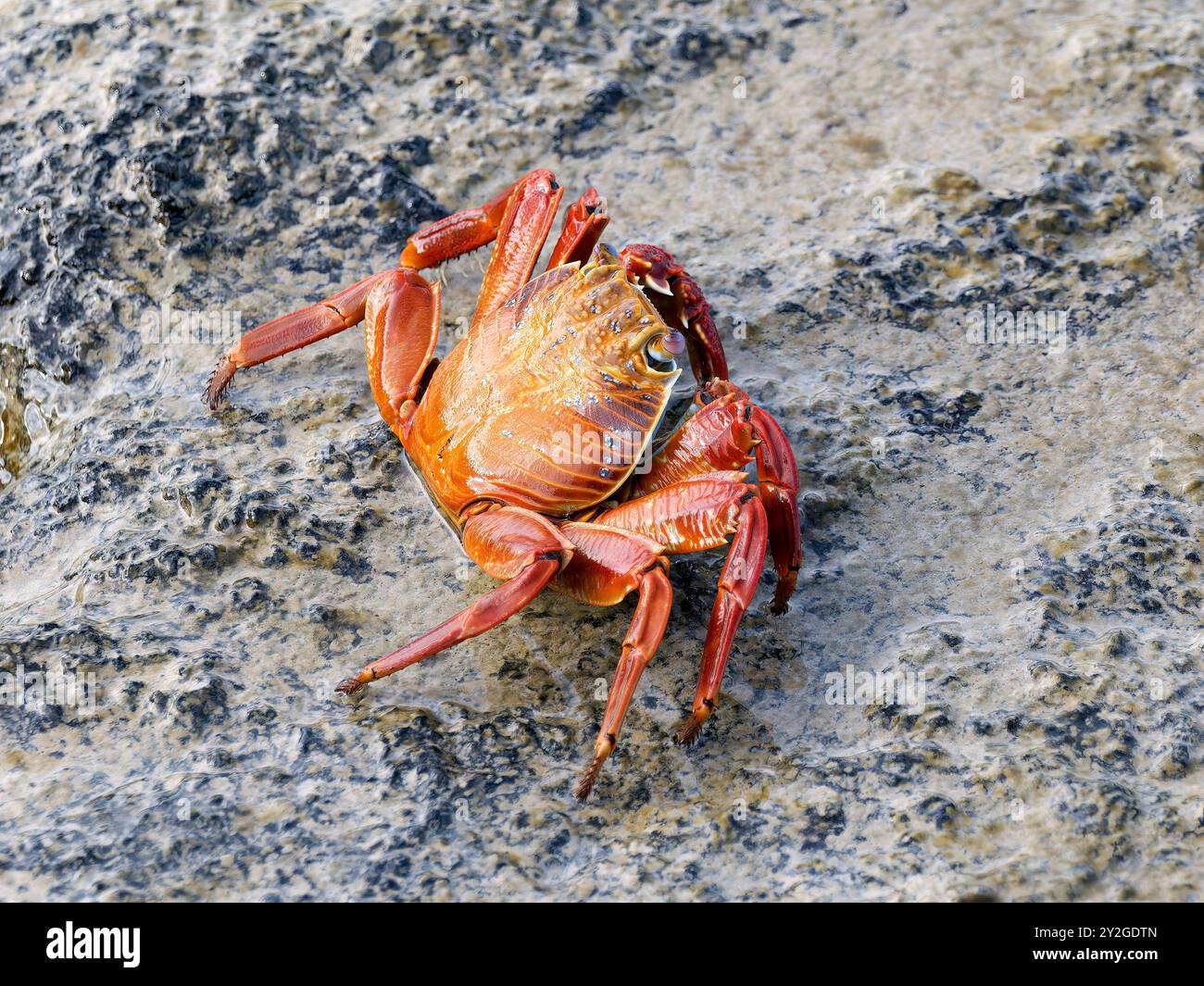 red rock crab, Rote Klippenkrabbe, Sally-pied-léger, Grapsus grapsus ...