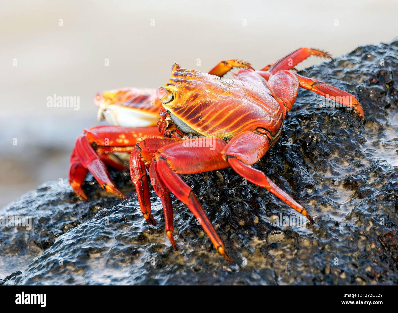 red rock crab, Rote Klippenkrabbe, Sally-pied-léger, Grapsus grapsus ...