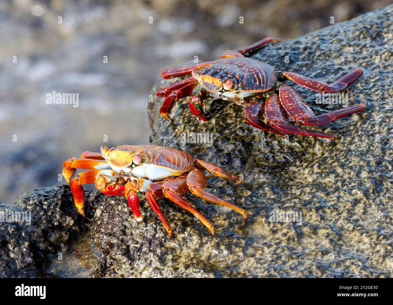 red rock crab, Rote Klippenkrabbe, Sally-pied-léger, Grapsus grapsus ...