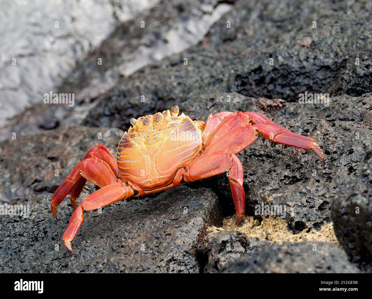 red rock crab, Rote Klippenkrabbe, Sally-pied-léger, Grapsus grapsus ...
