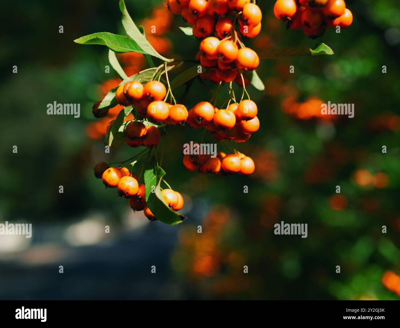 Small orange fruit hi-res stock photography and images - Alamy