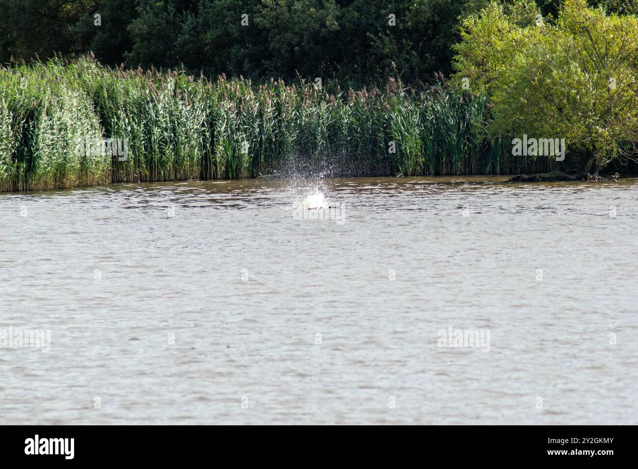 bird of pray into the water splash Stock Photo - Alamy