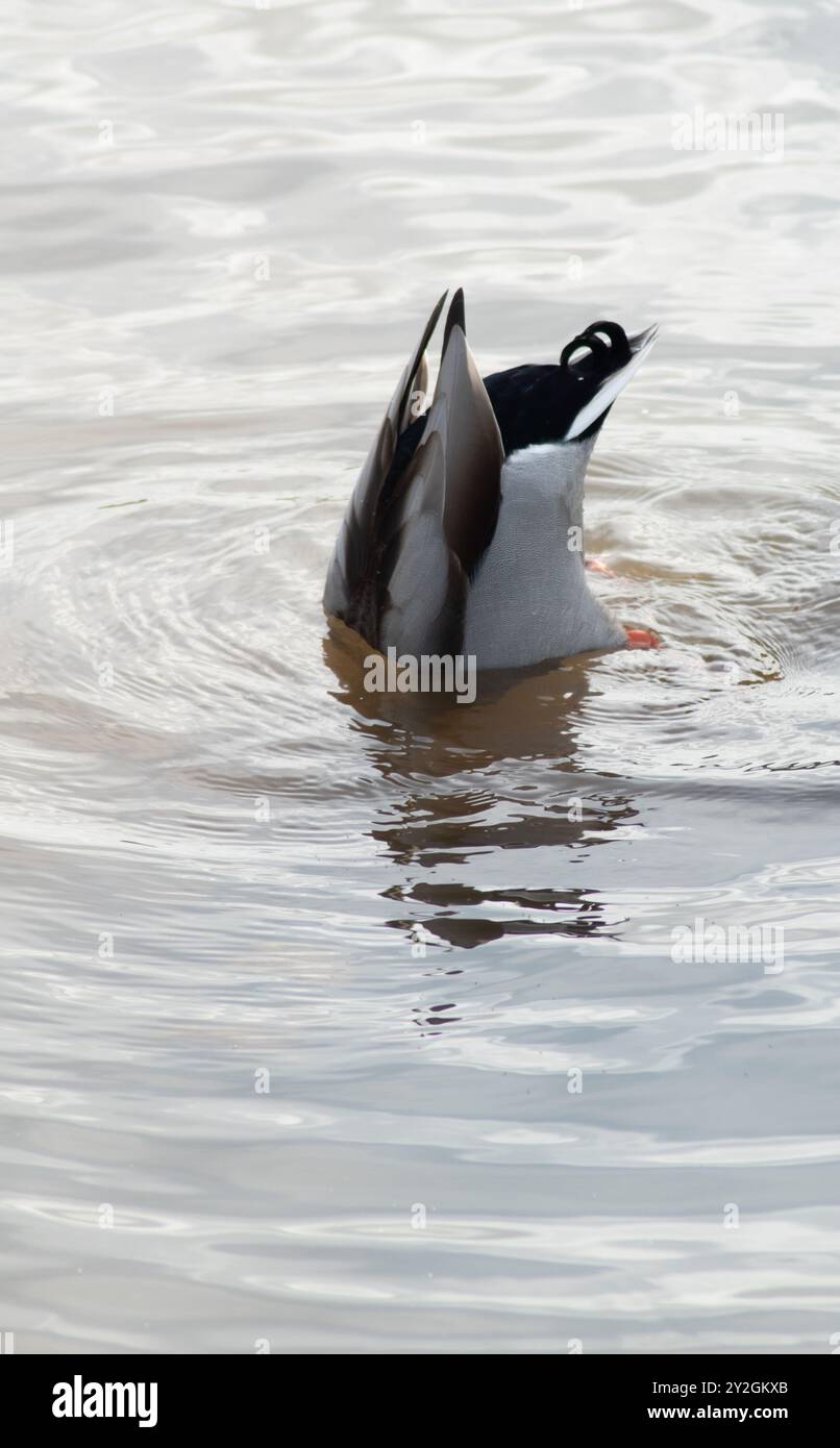 Diving duck underwater hi-res stock photography and images - Alamy