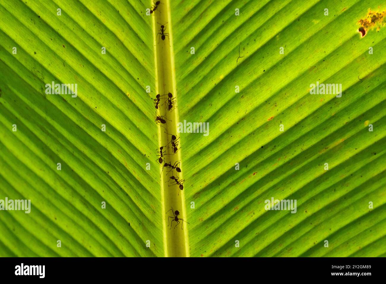 ants on a backlit banana leaf in the mekong delta Stock Photo - Alamy