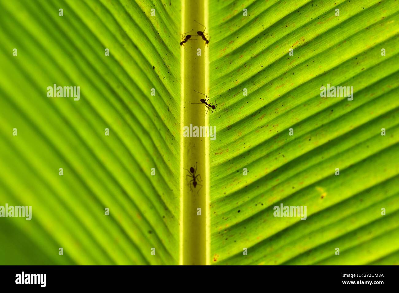 ants on a backlit banana leaf in the mekong delta Stock Photo - Alamy