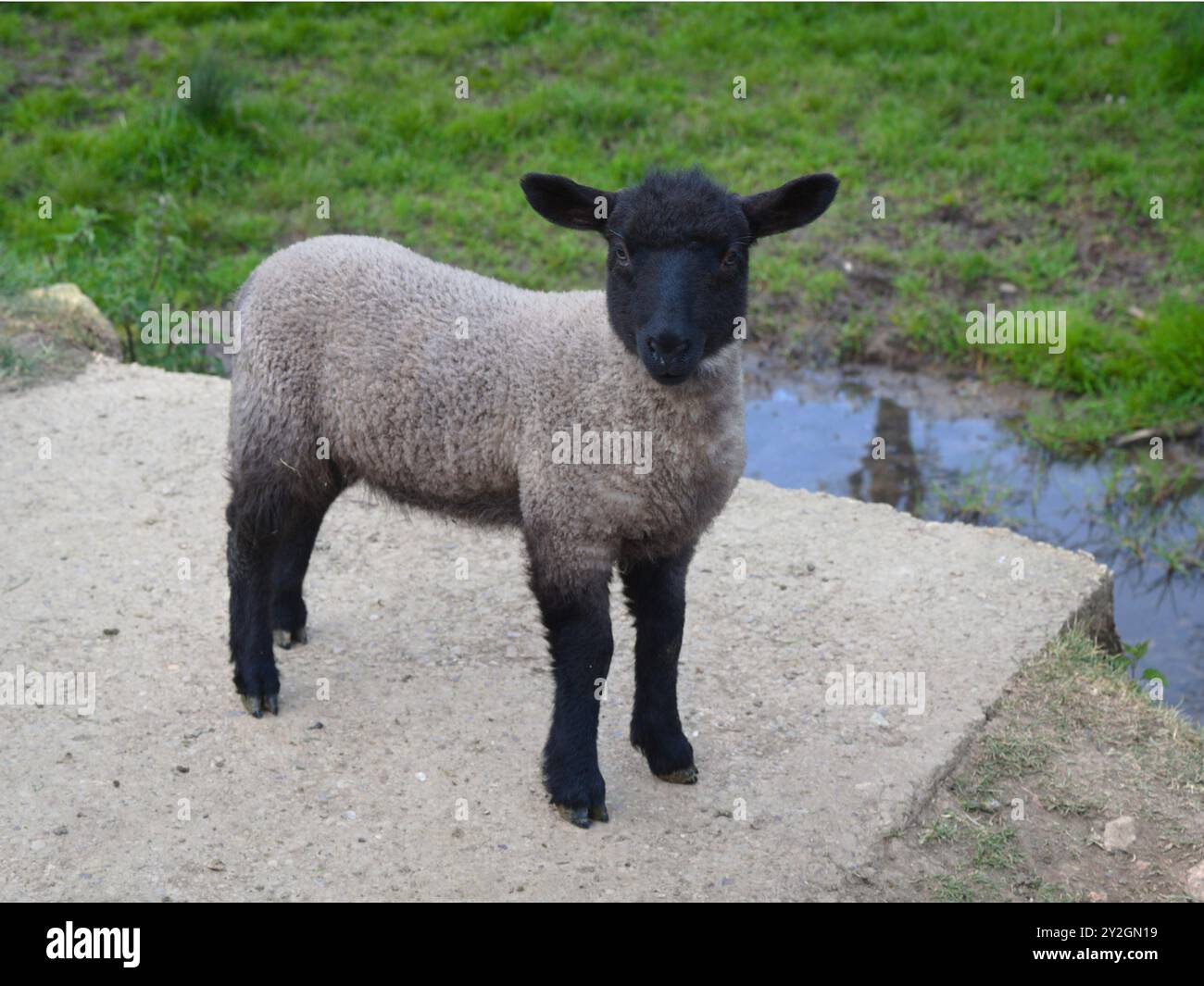 A Curious Spotted Cotswolds Lamb Shows Us The Area On A Hill Near ...