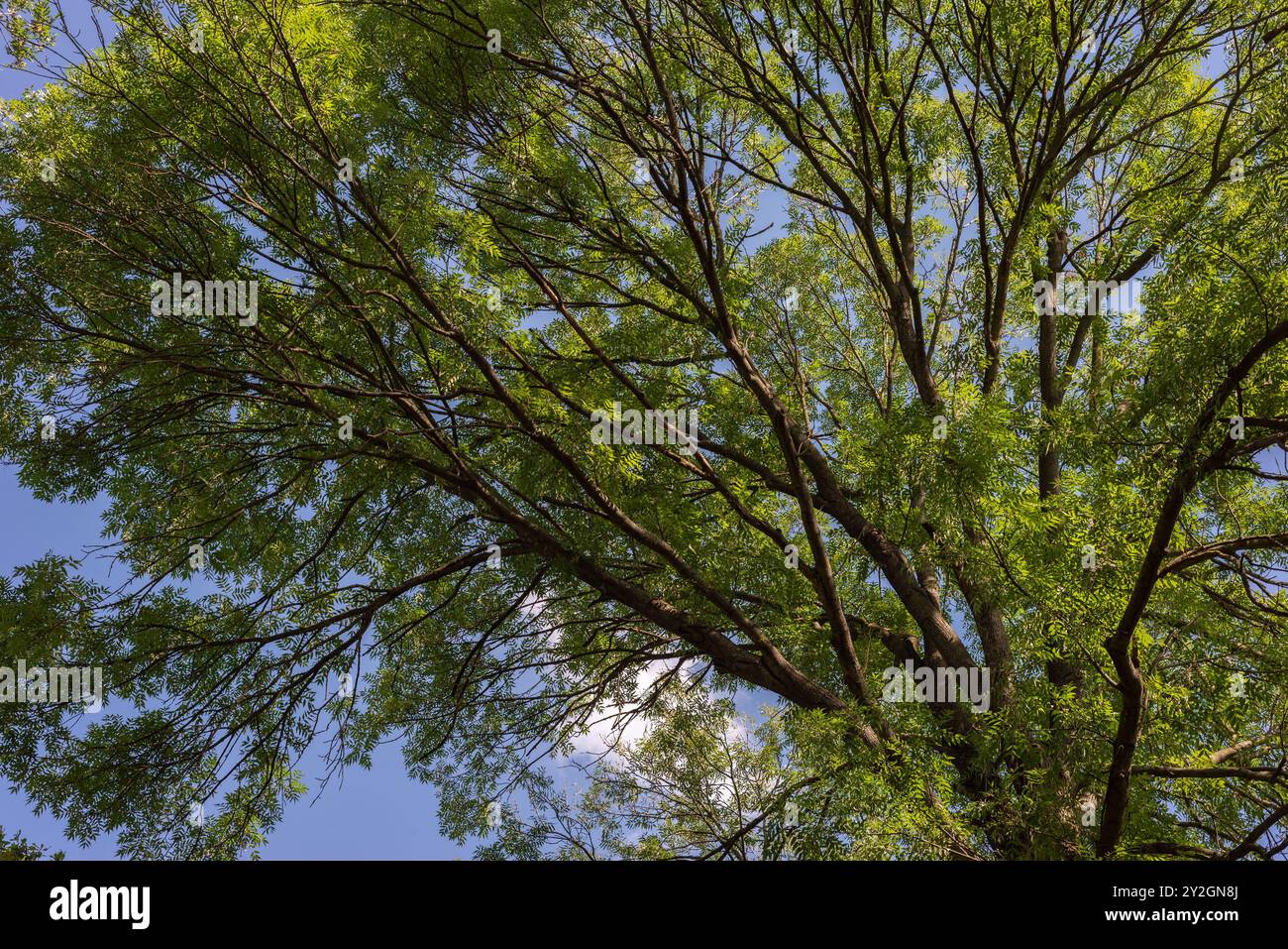 tree branch texture forest background natural Stock Photo - Alamy