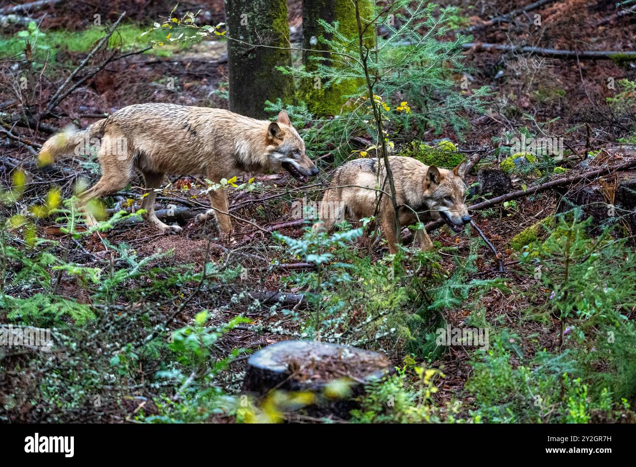 PRODUCTION - 10 September 2024, Bavaria, Lindberg: Young wolves explore ...