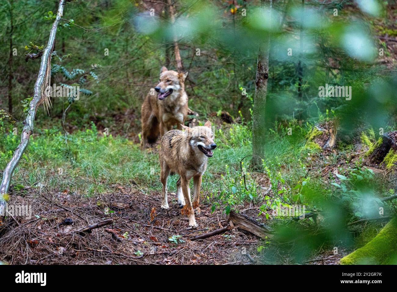 PRODUCTION - 10 September 2024, Bavaria, Lindberg: Young wolves explore ...