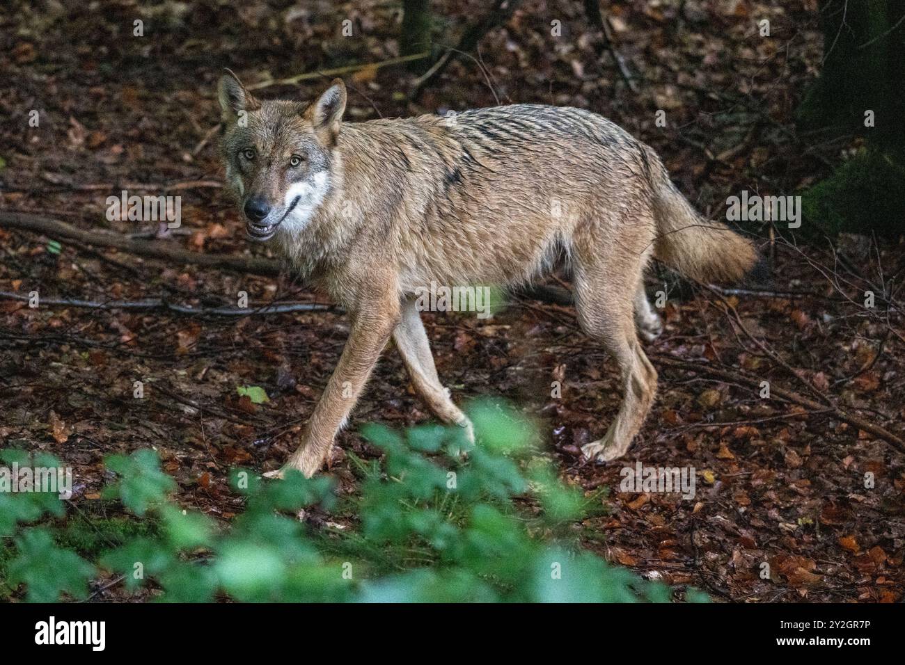 PRODUCTION - 10 September 2024, Bavaria, Lindberg: A young wolf ...
