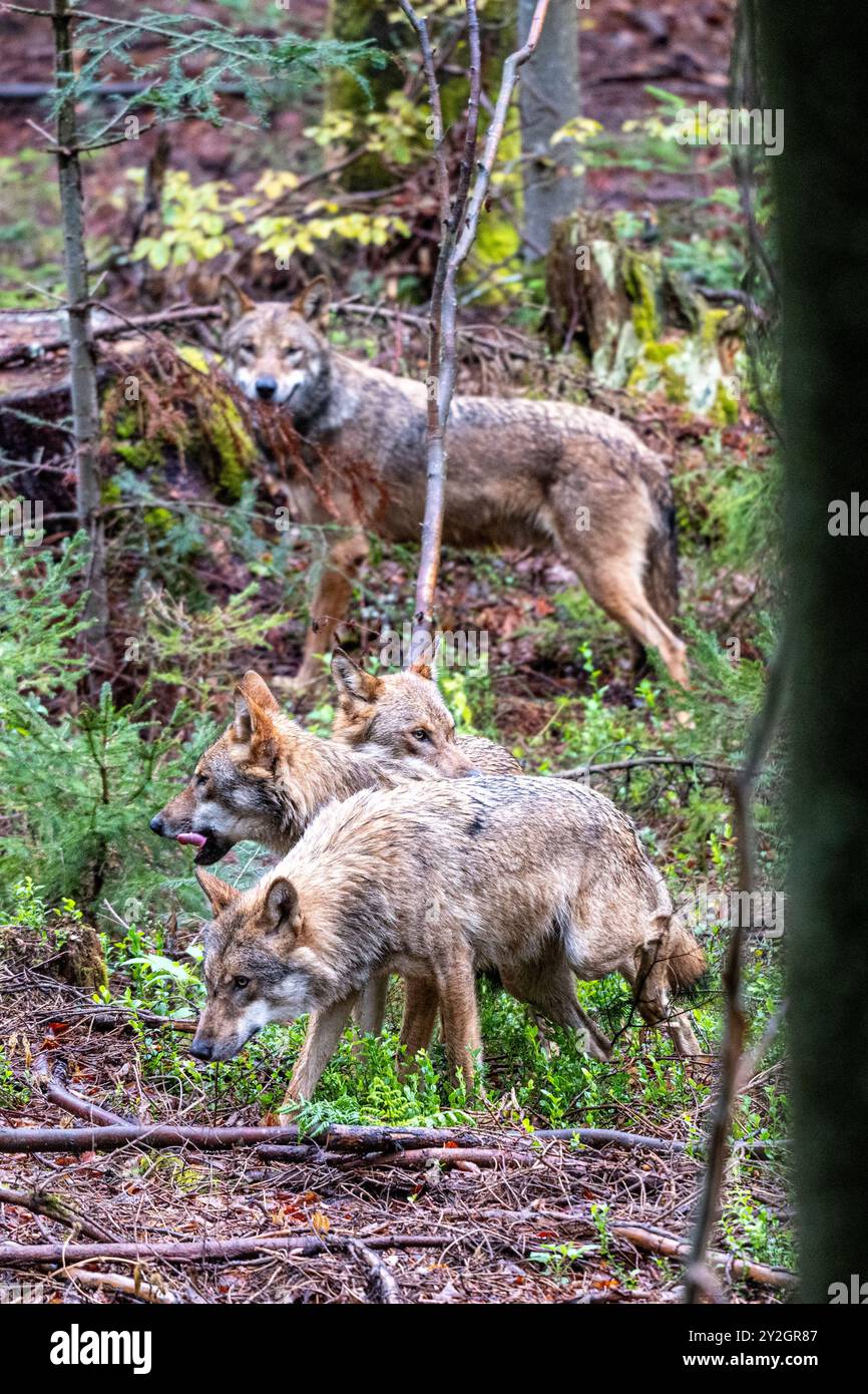 PRODUCTION - 10 September 2024, Bavaria, Lindberg: Four young wolves ...