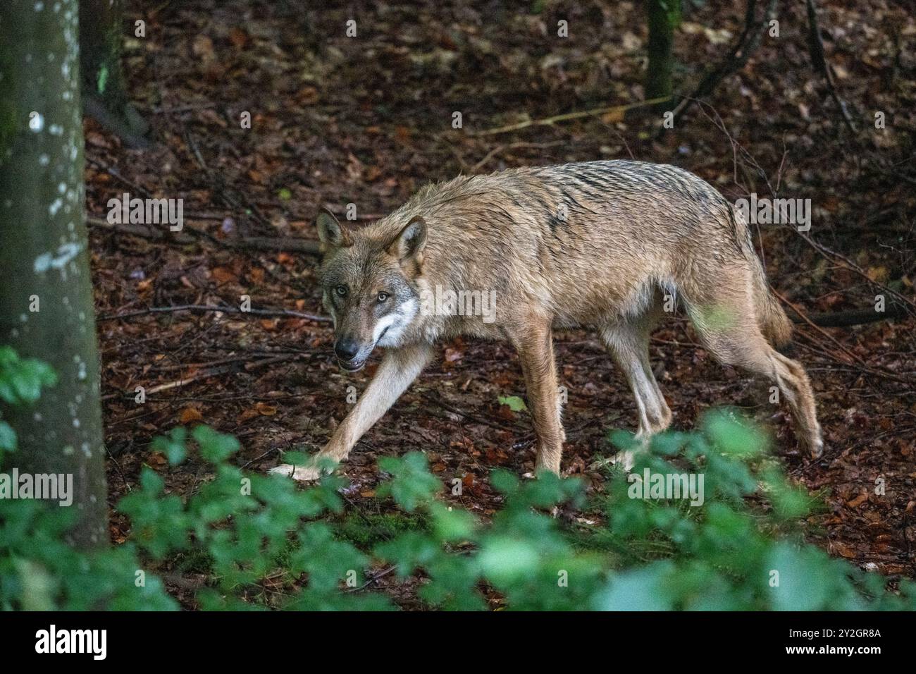PRODUCTION - 10 September 2024, Bavaria, Lindberg: A young wolf ...