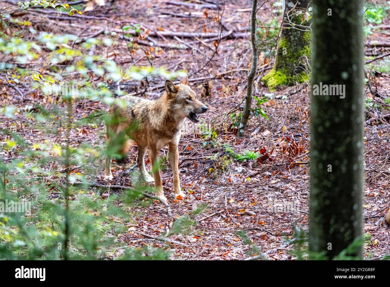 Wolf national park center falkenstein hi-res stock photography and ...