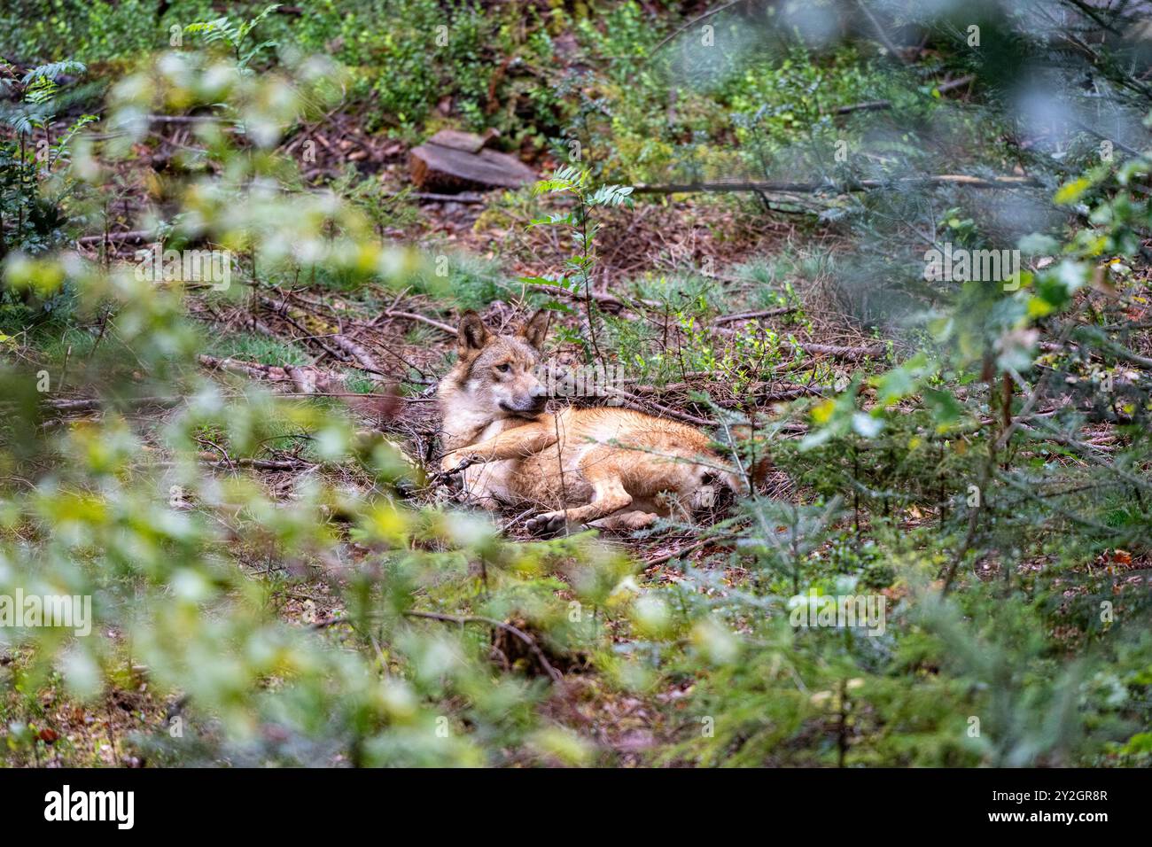 Wolf national park center falkenstein hi-res stock photography and ...