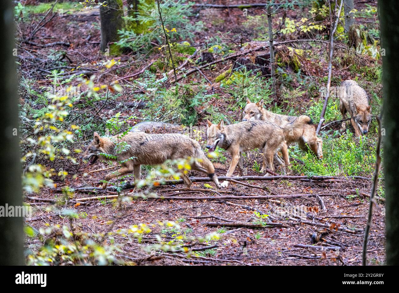 PRODUCTION - 10 September 2024, Bavaria, Lindberg: Four young wolves ...