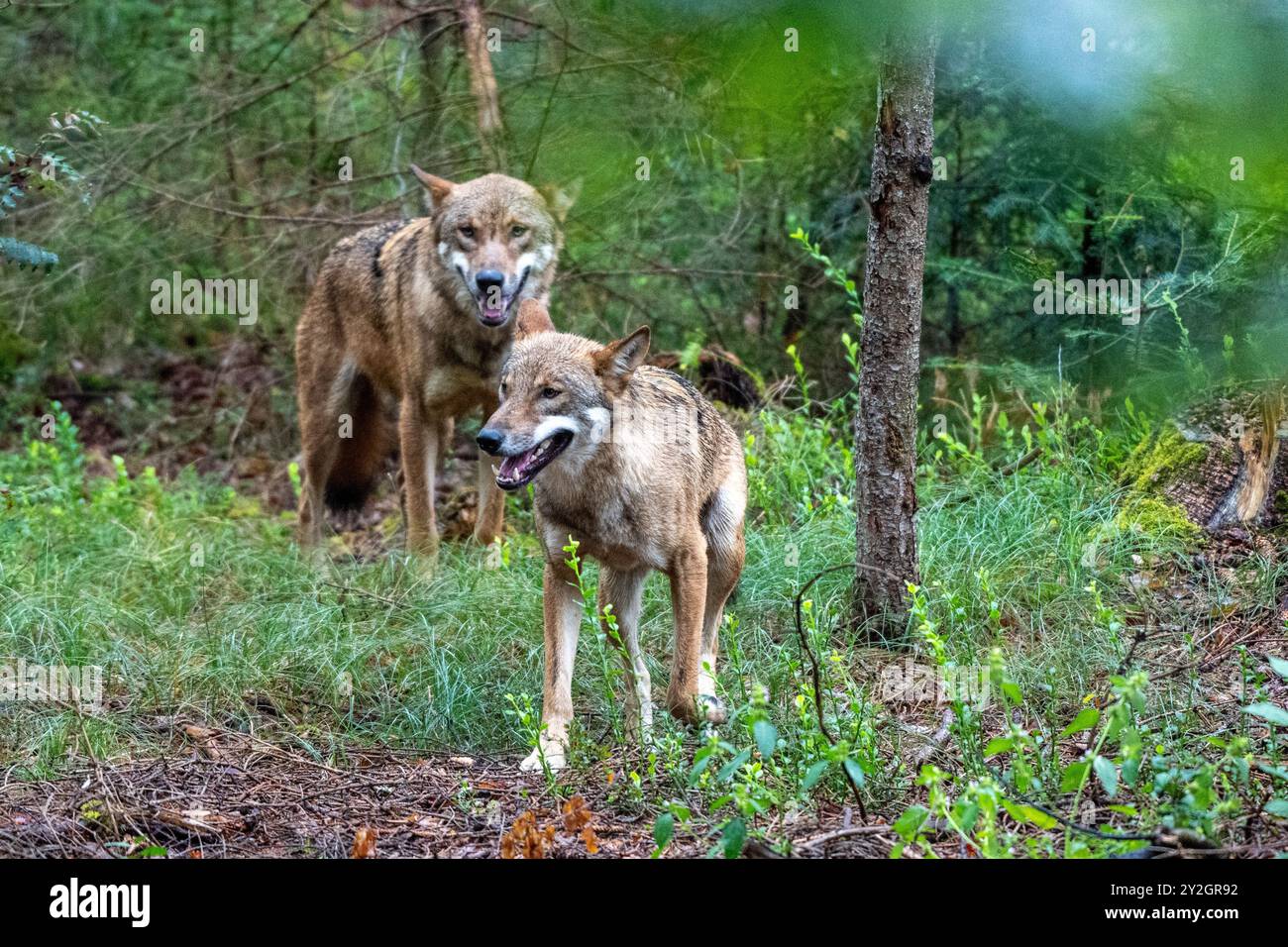 PRODUCTION - 10 September 2024, Bavaria, Lindberg: Young wolves explore ...