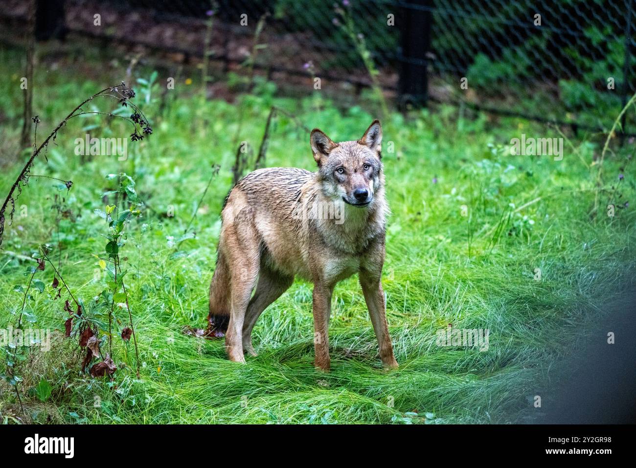 PRODUCTION - 10 September 2024, Bavaria, Lindberg: A young wolf ...