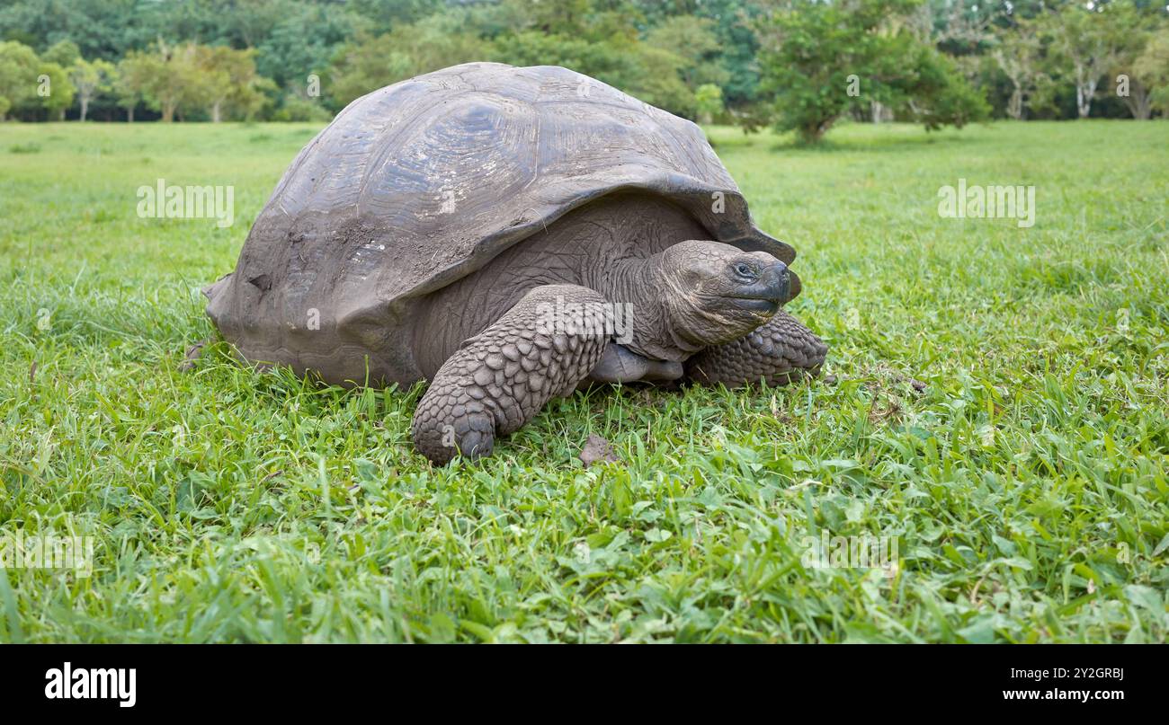 Galapagos giant tortoise eating grass, selective focus, Galapagos ...