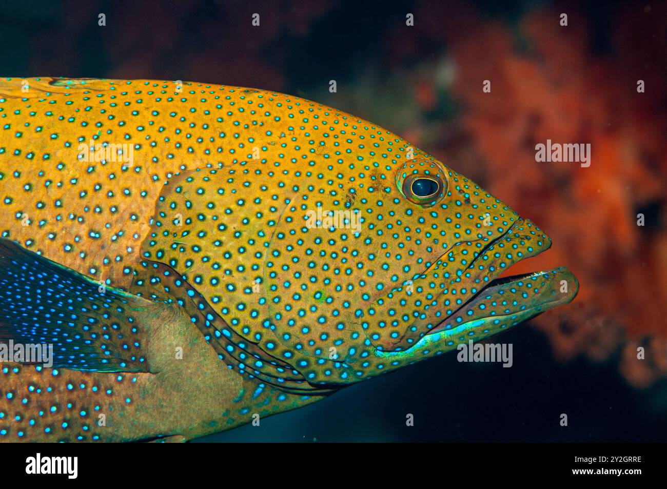 Peacock groupers Cephalopholis argus. Raja Ampat Indonesia Stock Photo ...