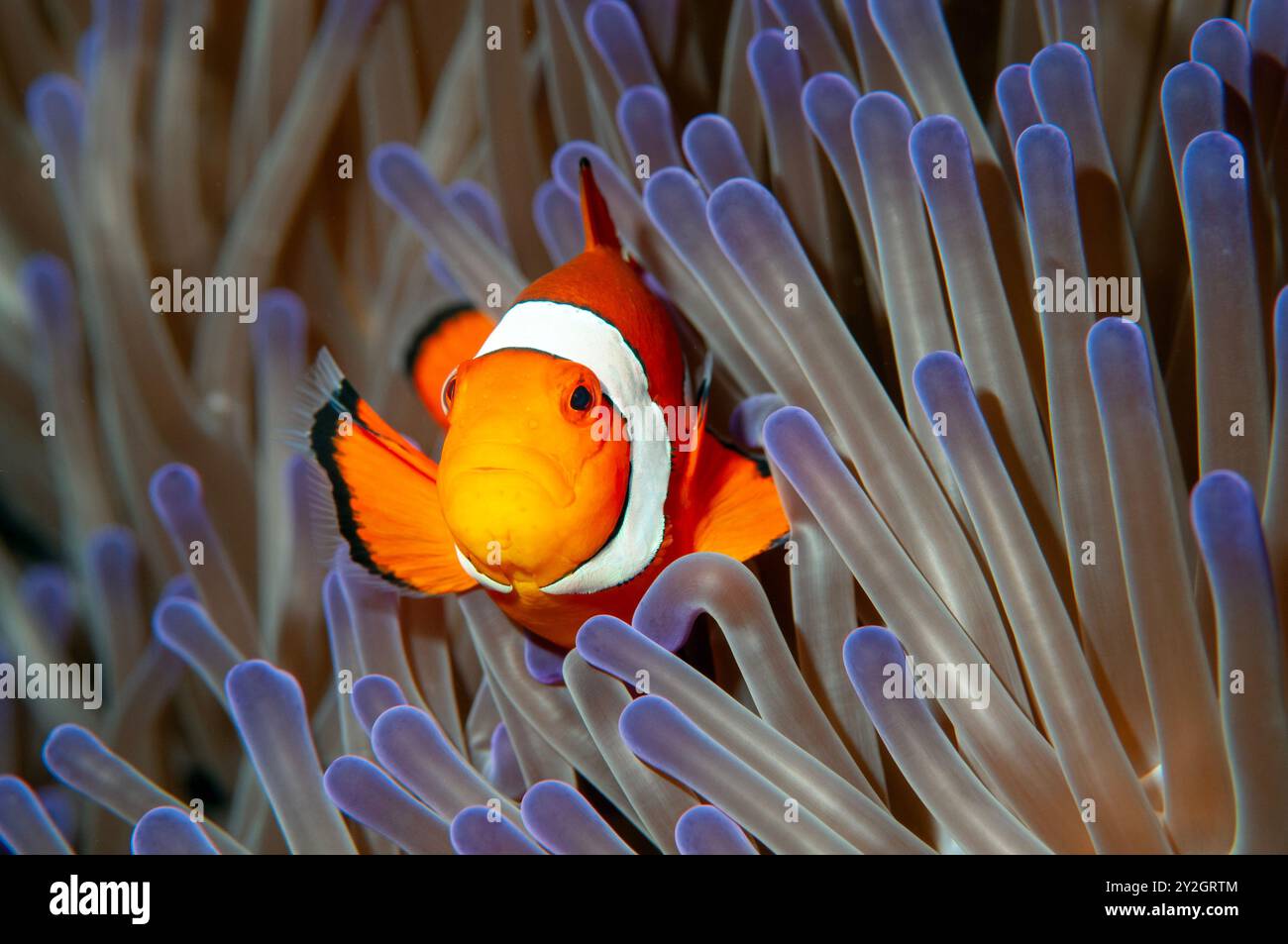 False clown anemonefish, Amphiprion ocellaris, Raja Ampat Indonesia ...
