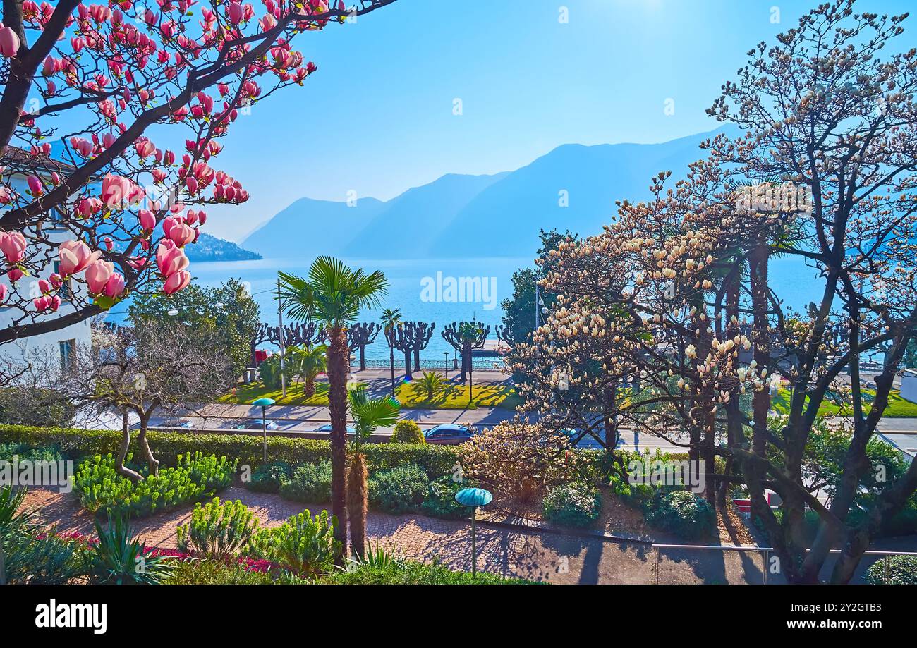 The bright pink and white flowers of magnolia liliiflora trees in Parco ...