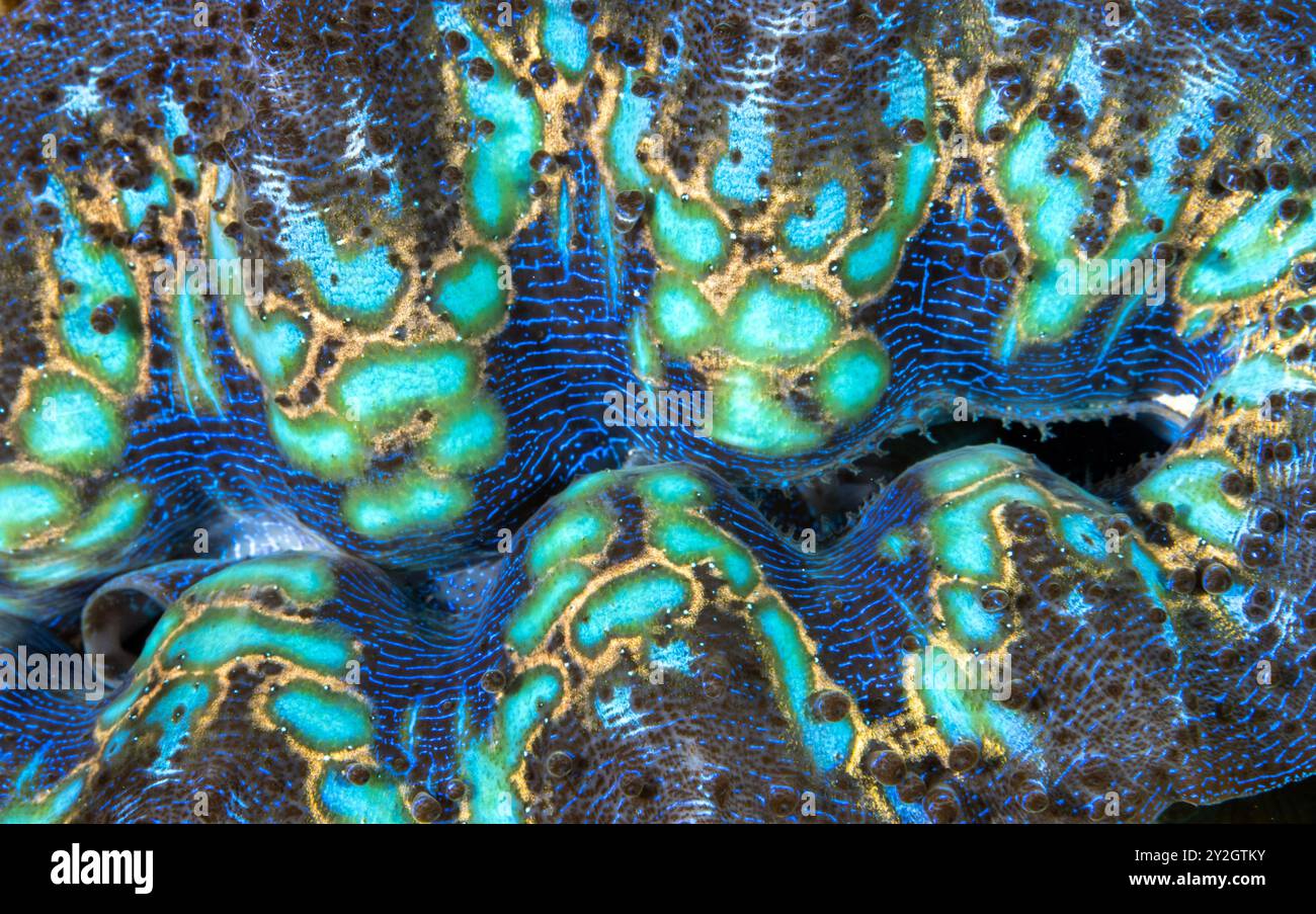 Burrowing clam, Tridacna crocea, Raja Ampat Indonesia Stock Photo - Alamy