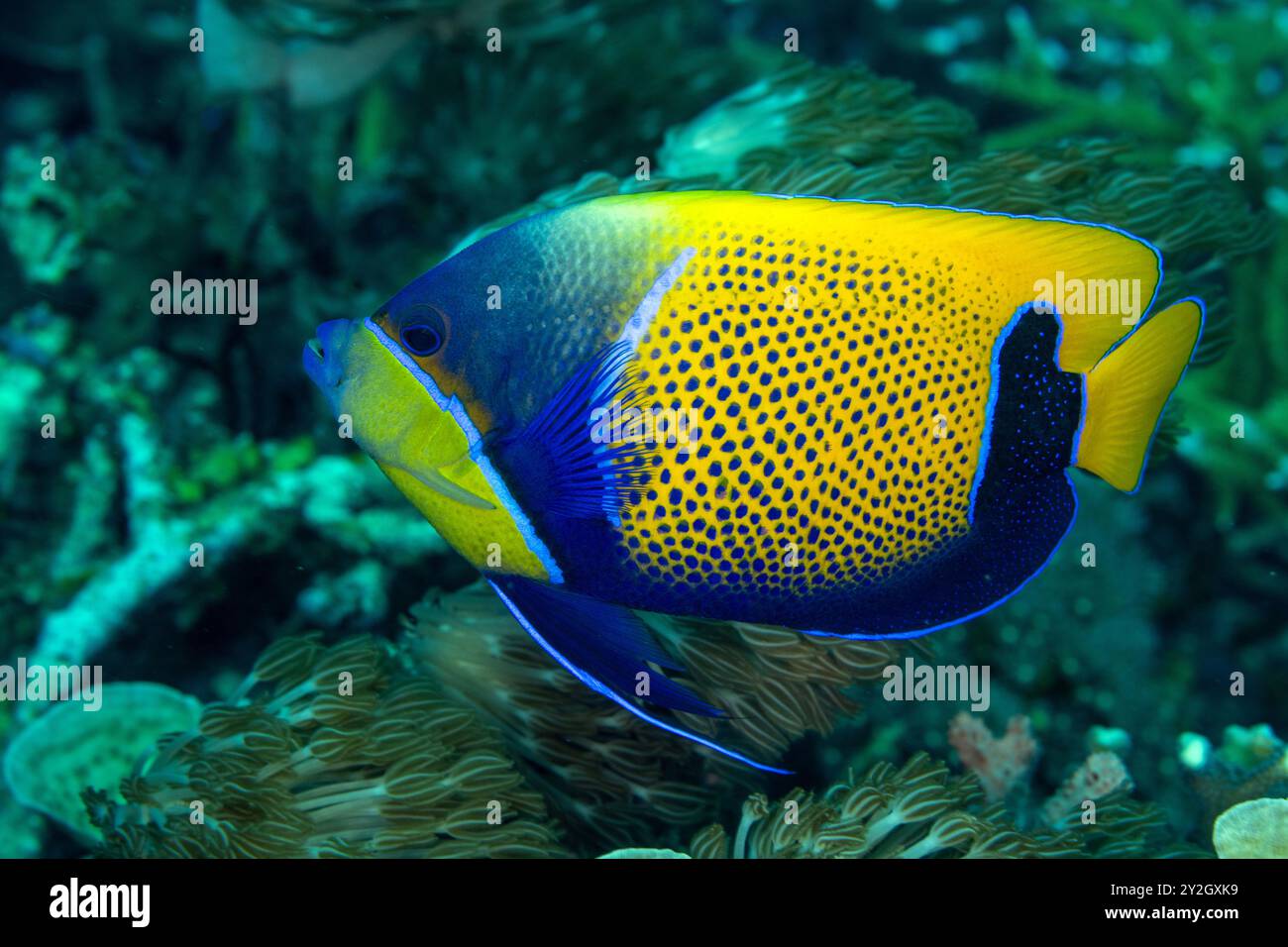 Blue girdled angelfish, Pomacanthus navarcus, Raja Ampat Indonesia ...