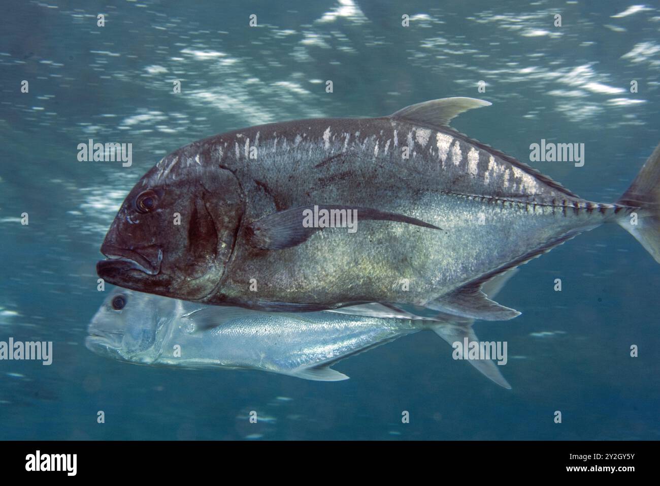 Giant trevally, Caranx ignobilis, Raja Ampat Indonesia Stock Photo - Alamy