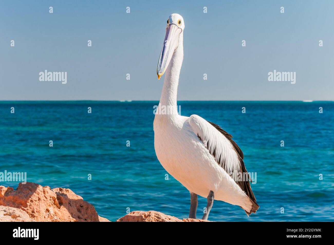 A beautiful specimen of the Australian Pelican stands on the rock wall ...