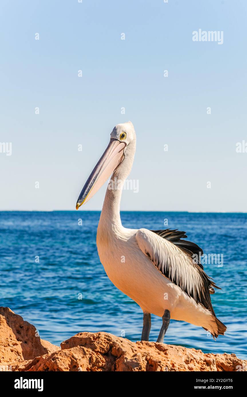 A beautiful specimen of the Australian Pelican stands on the rock wall ...