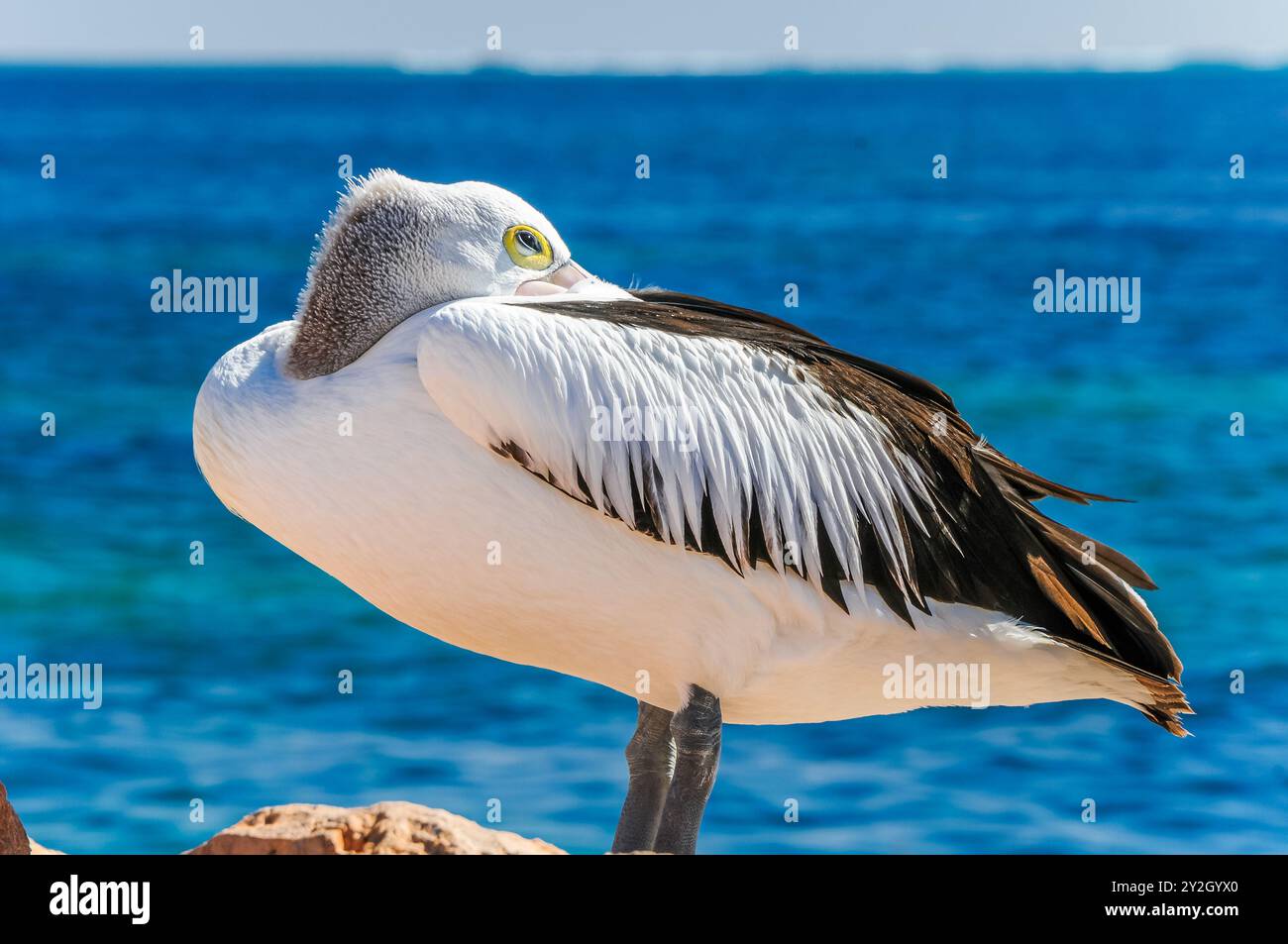 A beautiful specimen of the Australian Pelican stands huddled on a rock ...