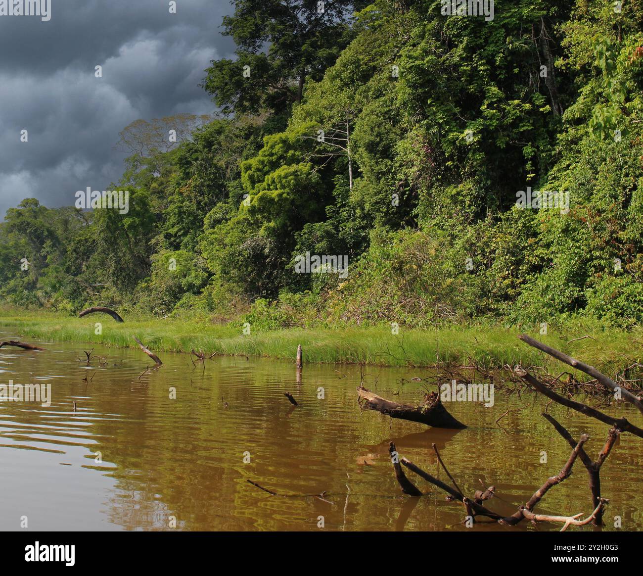 Dense vegetation of trees, shrubs, vines and aquatic plants of the ...