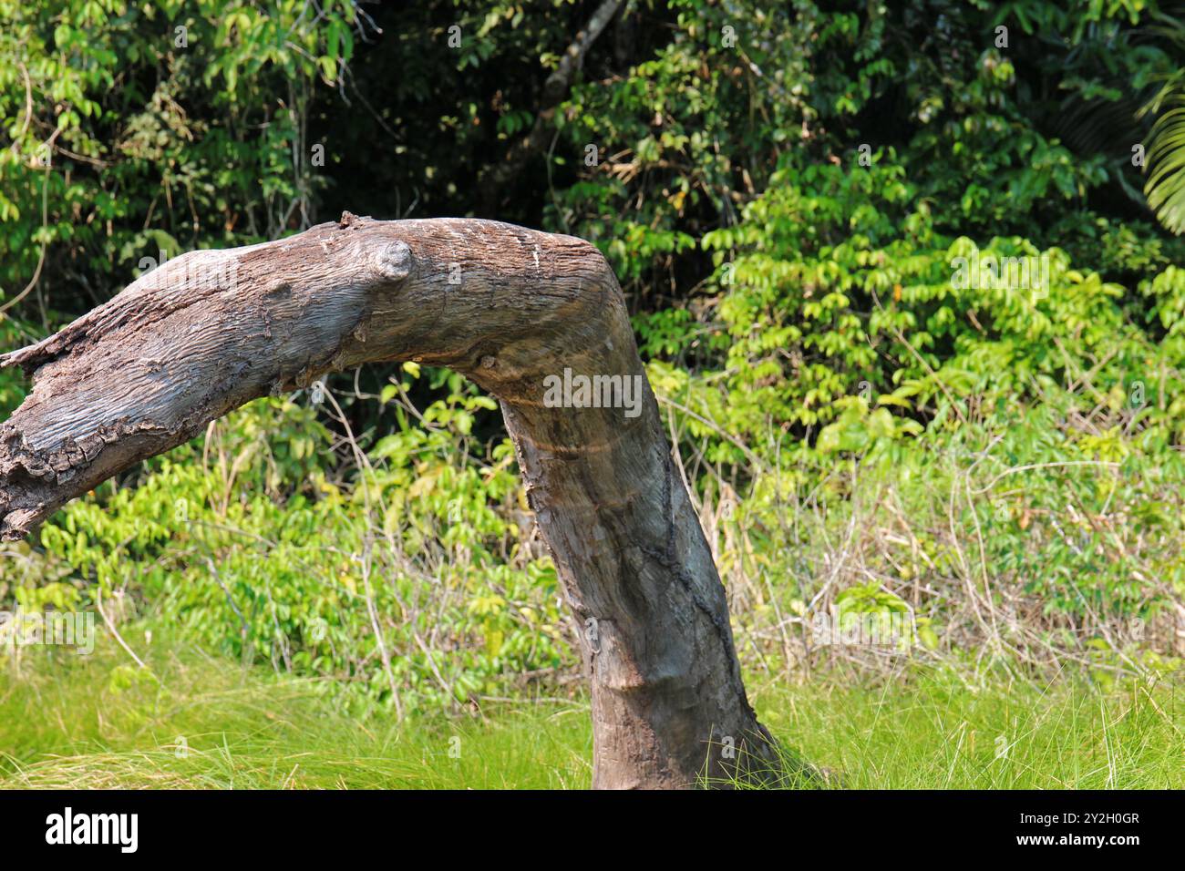 Four camouflaged bats hanging upside down from a curved, dead tree ...
