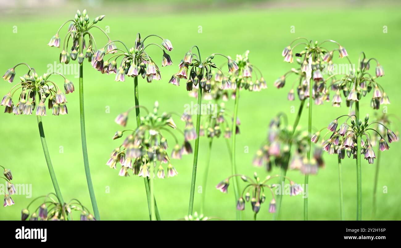 Unusual purplish brown nodding early summer flowers of Allium ...