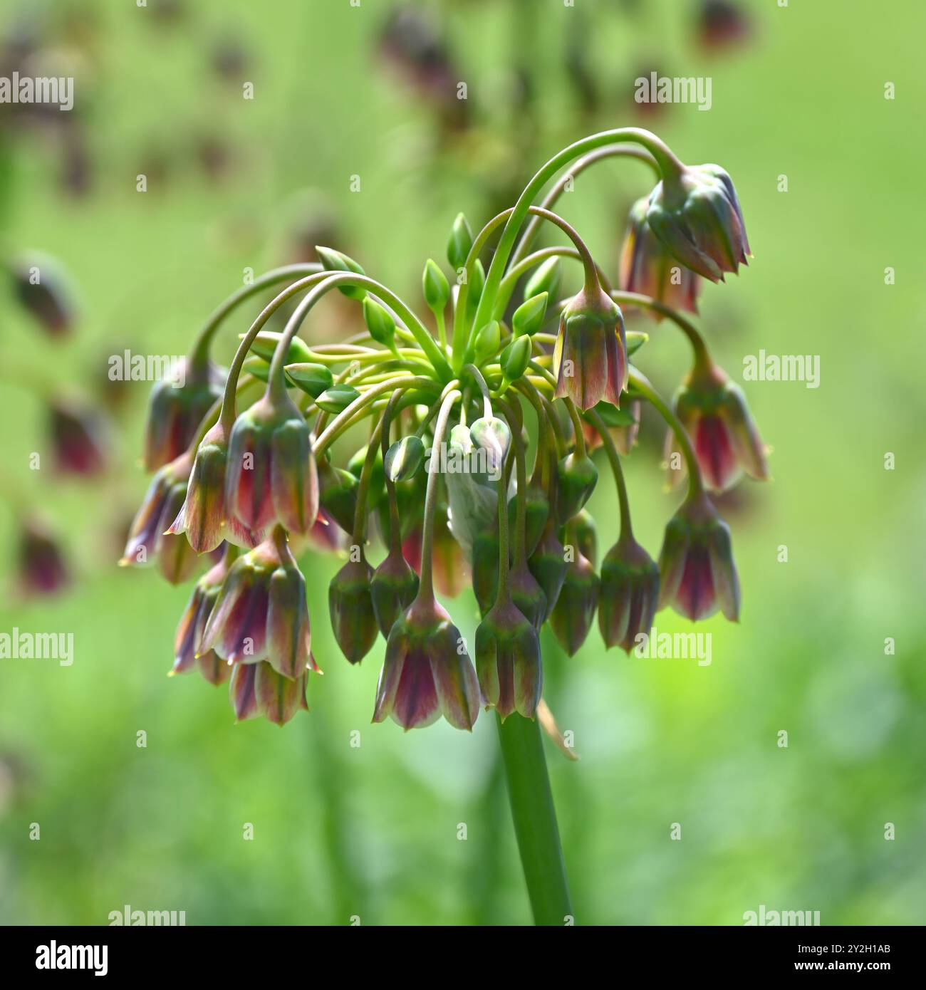 Unusual purplish brown nodding early summer flowers of Allium ...