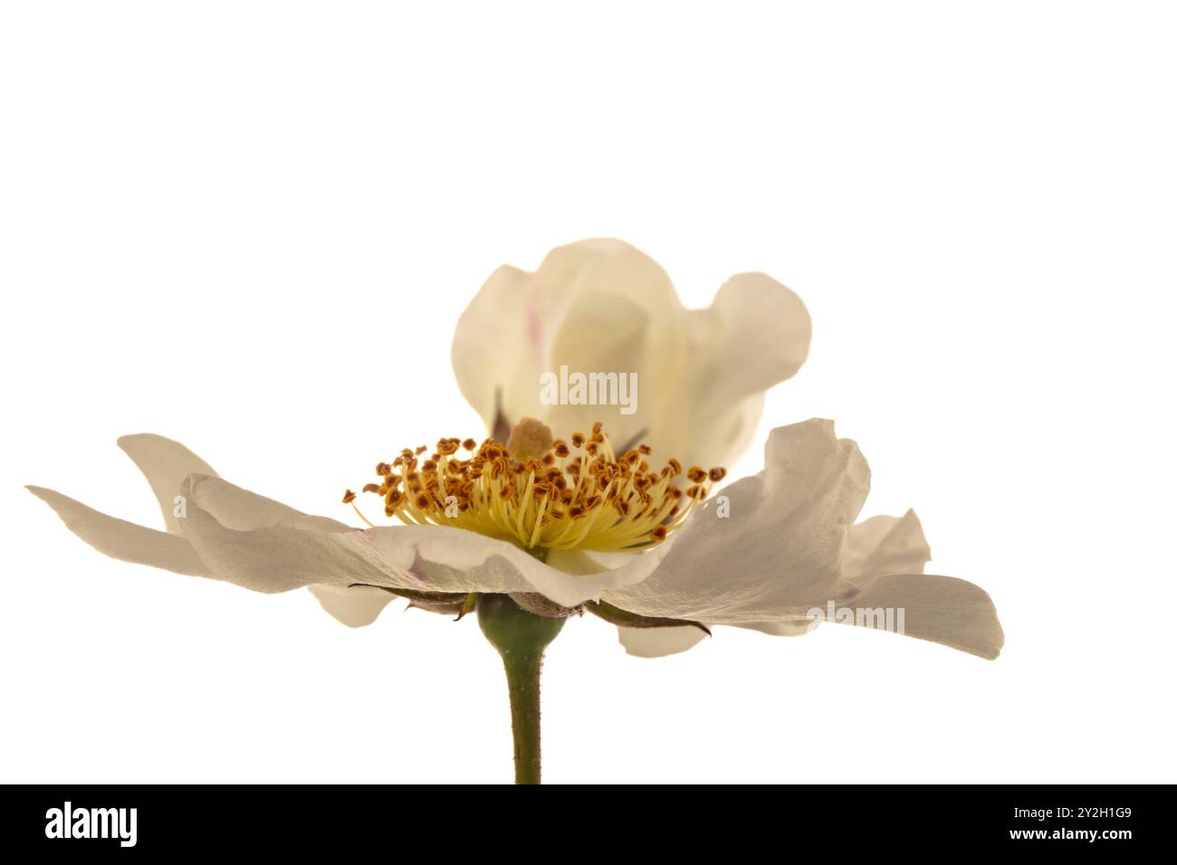 Bright white rose on white background romantic flowering plant portrait ...