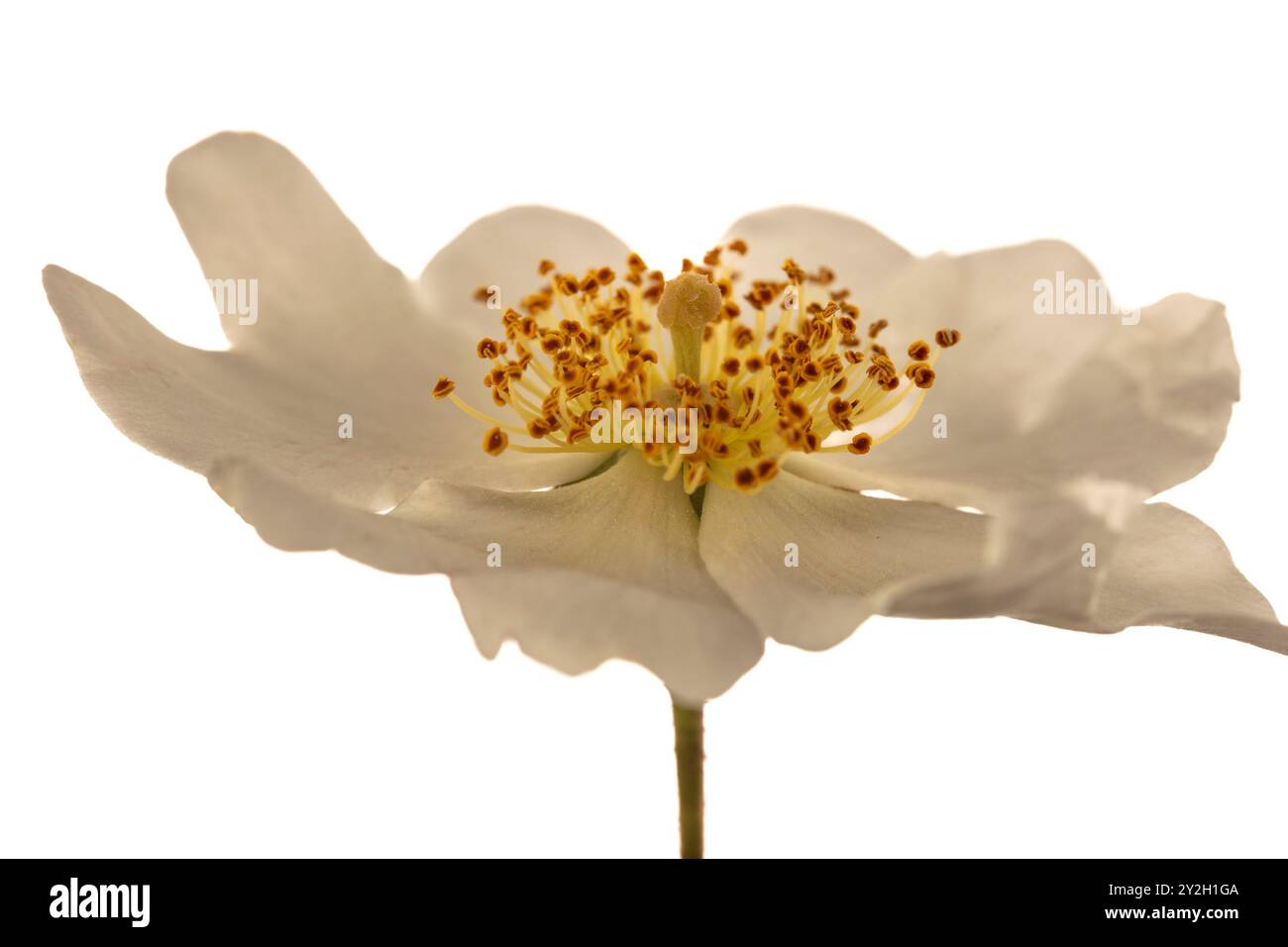 Delicate plant textures Cut Out Stock Images & Pictures - Alamy