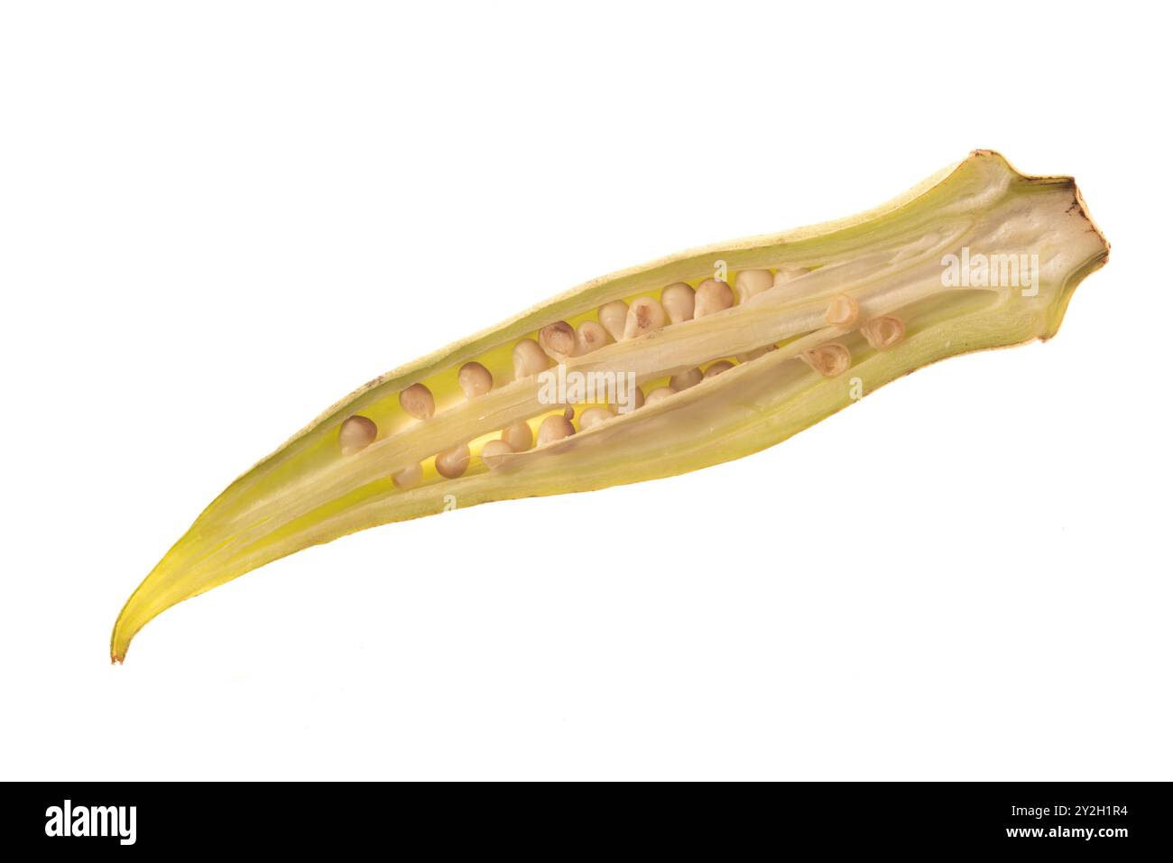 Close up food portrait of exotic Okra pod.edible, green seed pods ...