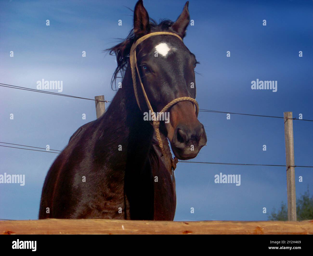 Horse training ring hi-res stock photography and images - Alamy