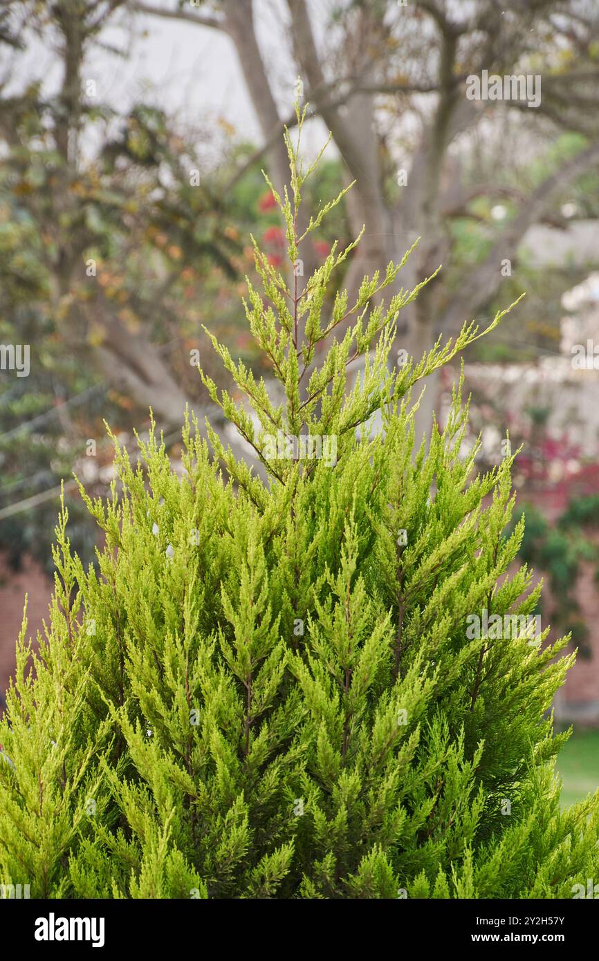 Green Pine Trees that sprout at the end of the year season to be used ...